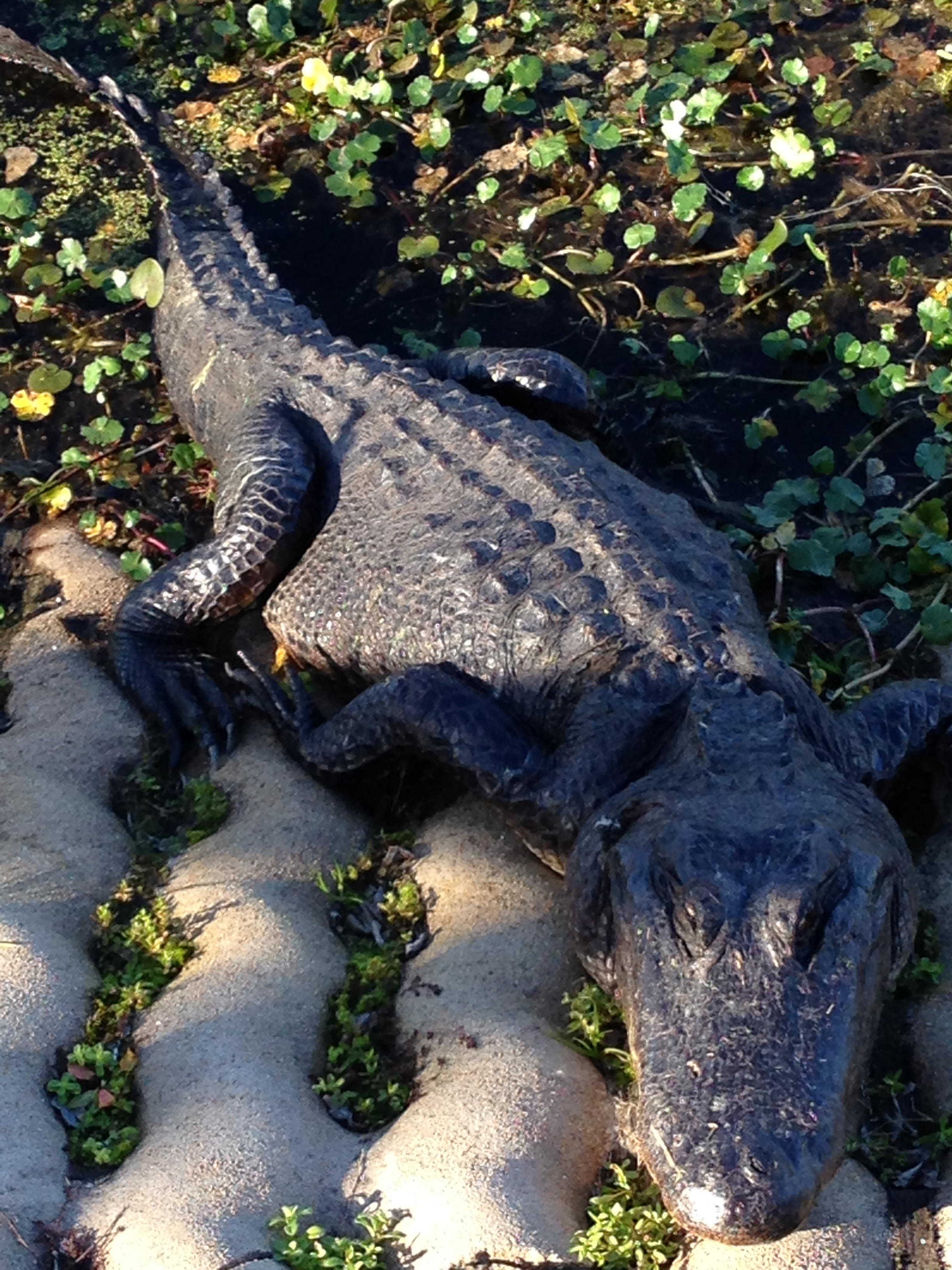 A Day With Alligators – The Way I See It